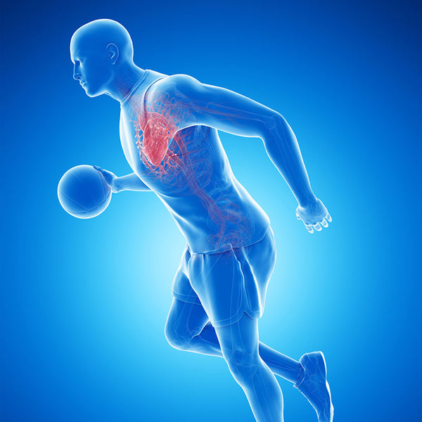 Basketball Anatomy and Conditioning